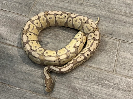 RTB Banana Het Pied Ball Python by Fallen Angels Reptiles