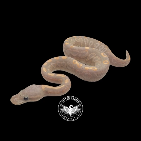 Cinnamon Coral Glow (Special) 66% Het Monsoon Ball Python by Fallen ...