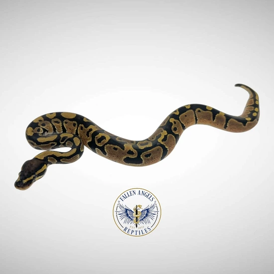 100% Double Het Lavender Albino Pied Ball Python by Fallen Angels Reptiles