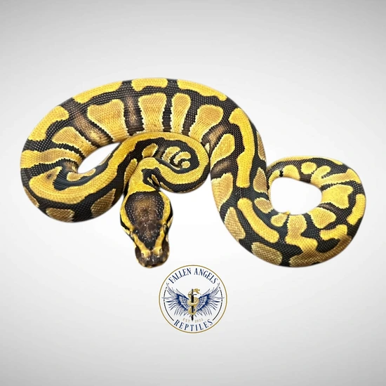Triple Het DG Clown Cryptic (Crypton) Ball Python by Fallen Angels Reptiles