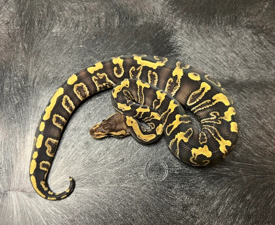Wookie GHI 100% Double Het Lavender Albino Clown Ball Python by Fallen ...