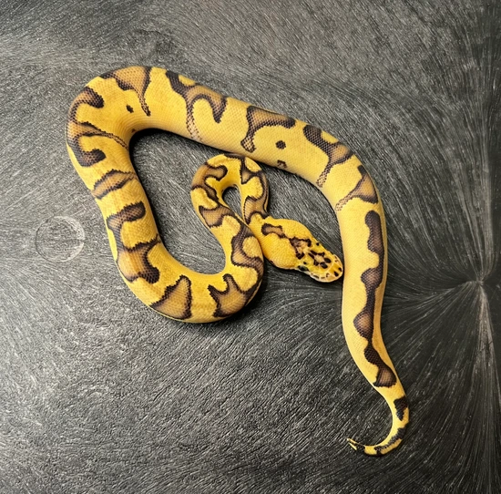 Enchi Pastel Clown Het Desert Ghost Ball Python by Fallen Angels Reptiles