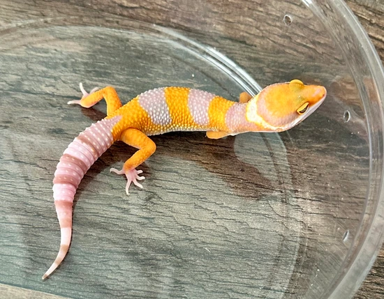 TSF Atomic G Electric Cross Het Eclipse Leopard Gecko by Gulf Coast Gecko