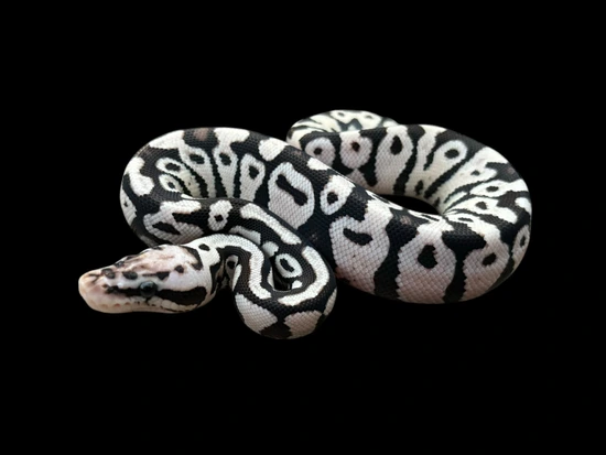 axanthic killer clown ball python