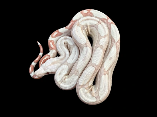 VPI Key West Labyrinth Pos Het Anery Boa Constrictor by KL Constrictors