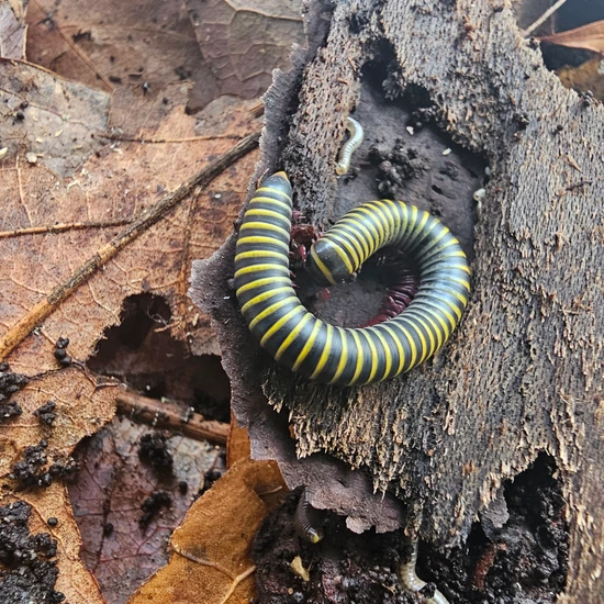 15 Count Bumblebee Millipedes (Anadenobolus Monilicornis) by RedRayne ...