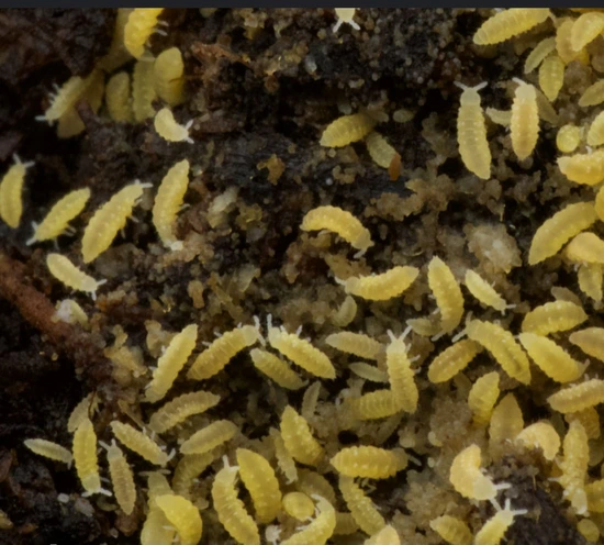 Yellow Springtails (Ceratophysella Sp Albino Lilac) More Invertebrate ...