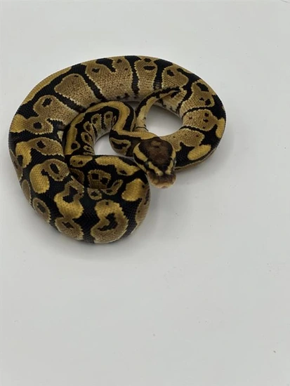 Fire Het Clown Ball Python by Saginaw Snakes
