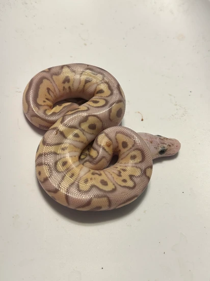 Super Pastel Banana Mojave YB Clown Ball Python by Saginaw Snakes