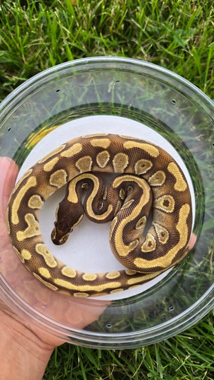 Enchi Mojave Yellow Belly Het Desert Ghost Ball Python by KLW Reptiles