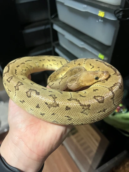 Avocado Ball Python by Kim's Balls