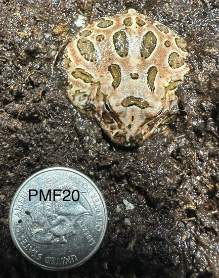 Well Started Coffee PacMan Frog Pacman Frog by Captive Yeti Exotics