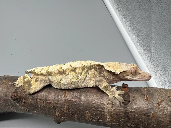 Cold Fusion Crested Gecko by KMS Reptiles