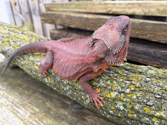 Red Monster Central Bearded Dragon by KMS Reptiles