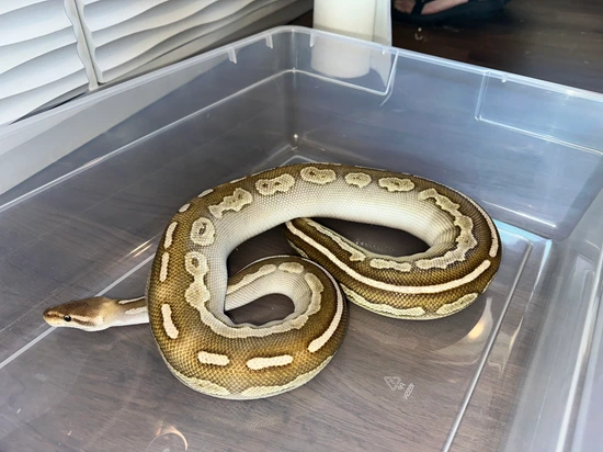 Male Pastel Lesser/Butter Ball Python by Knight Exotic Reptiles