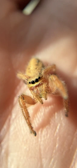 Phidippus Pius Jumping Spider by Kolby’s Inverts&Herps