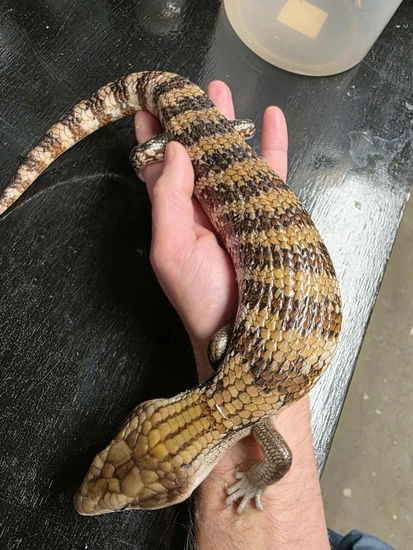 2021 Captive Bred Irian Jaya Blue Tongue Irian Jaya Blue-Tongued Skink ...