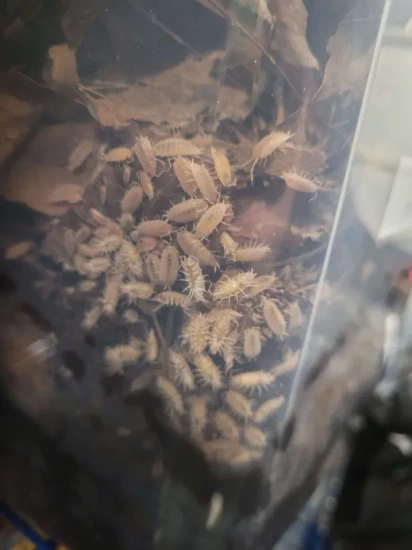"Powder Pink" Porcellionides Pruinosus 10ct Isopod by Kobak Bug Farm