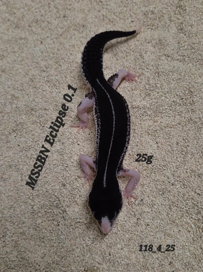 Mack Super Snow Black Night Eclipse Leopard Gecko by Kobis_geckos