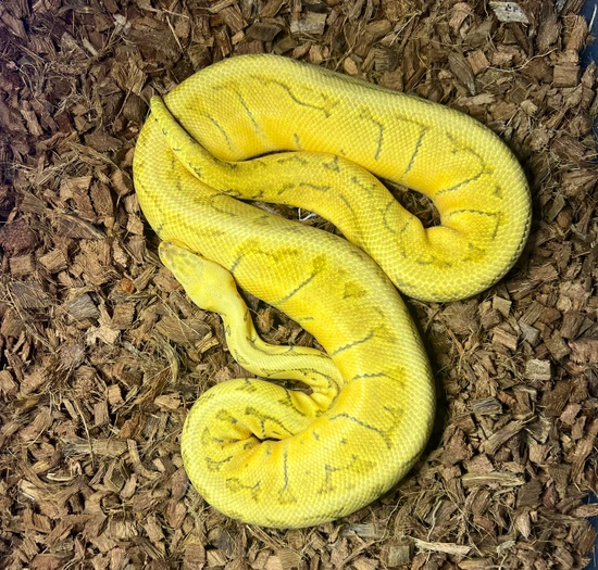 (Adult) Pastel Enchi Pinstripe Spark 💯 Het Clown Ball Python by ...