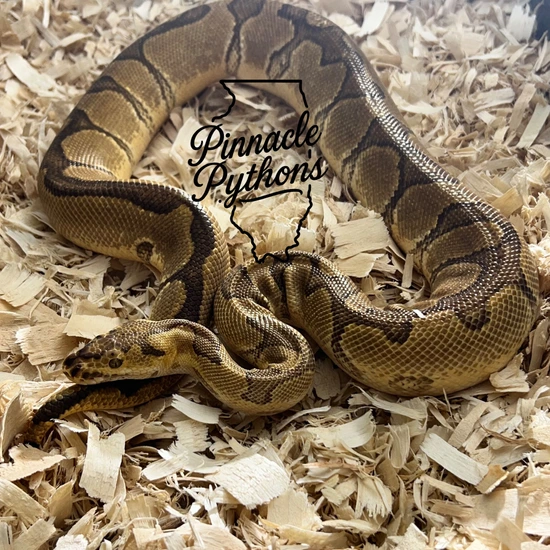 Enchi YB Clown (Proven) Ball Python by Pinnacle Pythons, LLC