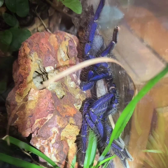 Omothymus Violaceopes Tarantula by Koolknees4spiders