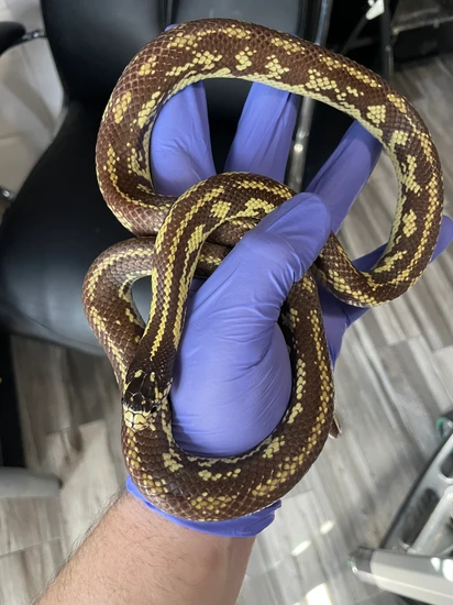 Pair Of F1 Palos Verdes, California Kingsnakes by Badlands Herpetoculture
