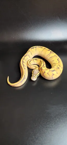 Pastel Mojave Enchi Spark/Yellowbelly Ball Python by CR Balls