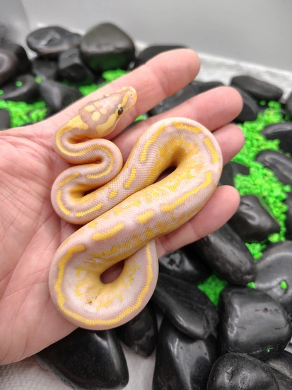 Asphalt Yellow Belly ( FREEWAY ) Banana Enchi 66% Het Pied Ball Python by Kreative Genetics