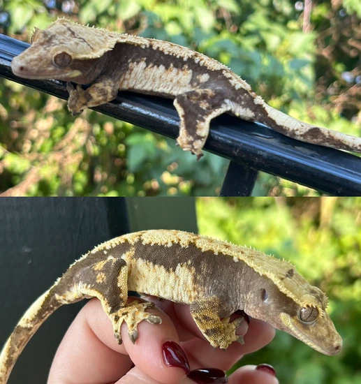 Drippy, White Spot, High Contrast ♥️ Crested Gecko by Harvest Moon Geckos