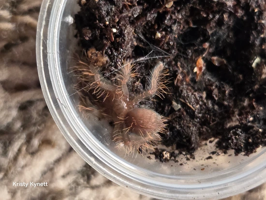 Omothymus Schioedtei Tarantula by K&K Tarantulas