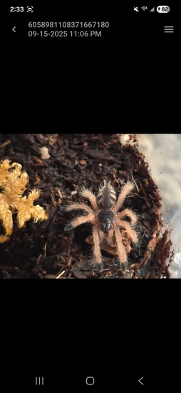 Amazonius Germani Tarantula by K&K Tarantulas