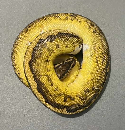 Enchi Pied Het Albino Ball Python by Jurassic Ballz