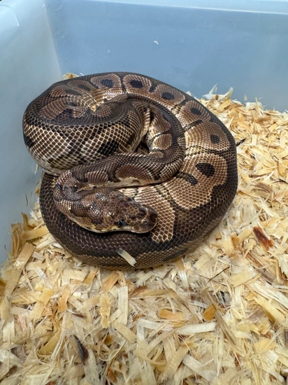Clown 66 Het Hypo 1174g Ball Python by Cryptic Keepers
