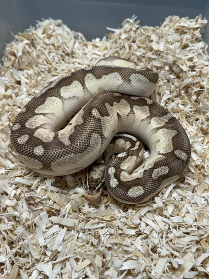 Pastel Lesser Het Desert Ghost Ball Python by Cryptic Keepers
