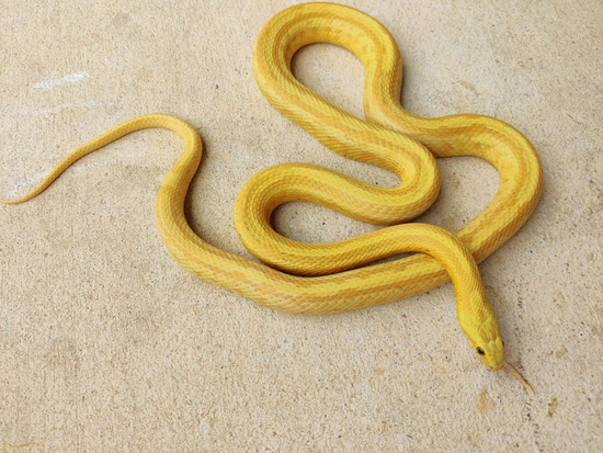 Topaz Tessera Corn Snake by Krystal's Scaled Menagerie