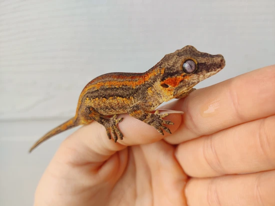 Red Stripe Garg Gargoyle Gecko by Krystal's Scaled Menagerie