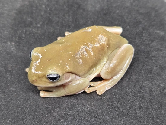 Honey Blue Eyed White's Tree Frog by Krystal's Scaled Menagerie