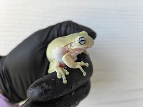 Blue Eyed Possible Honey White's Tree Frog by Krystal's Scaled Menagerie