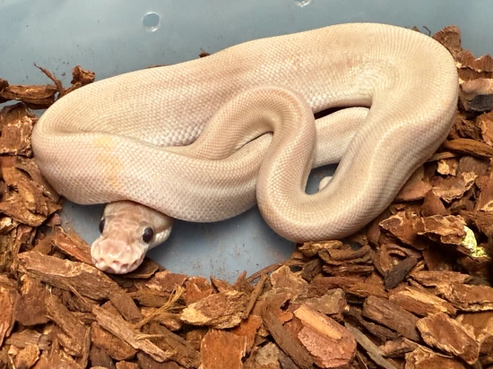 Super Cinnamon Ultramel Ball Python by Swahn Serpents