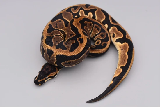 Leopard Ball Python by KTReptiles