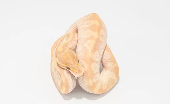 Crystal Ball Python by Tori Royal Pythons