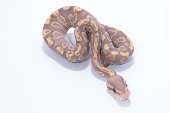 Banana Mojave Ghi Ball Python by Tori Royal Pythons