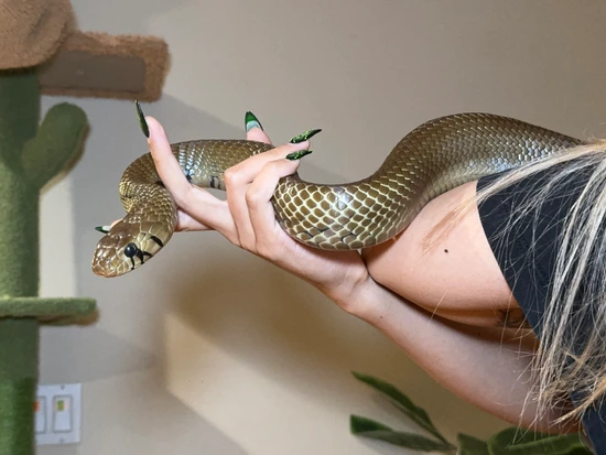 Unicolor Cribo Cribo & Indigo Snakes by Hogcastle