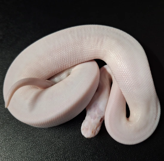 Mojave Mystic Pied Ball Python by KAVE