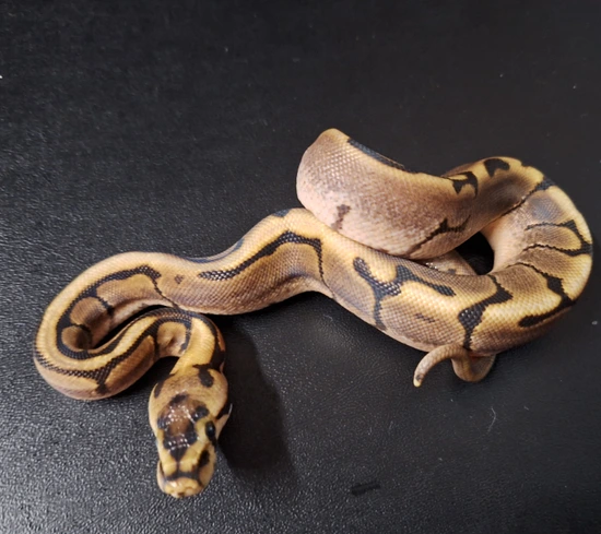 Spider Het Pied Ball Python by KAVE, LLC