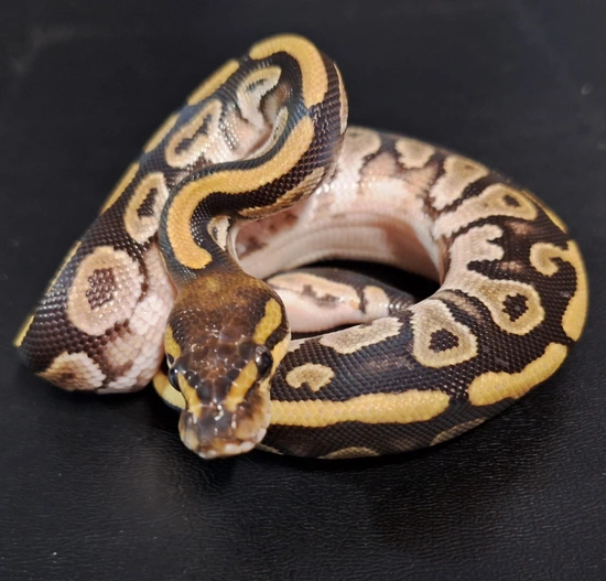 Mystic Ball Python by KAVE, LLC
