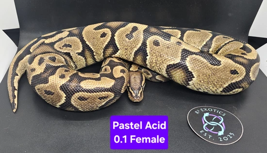 Pastel Acid Female Ball Python by R² Exotics