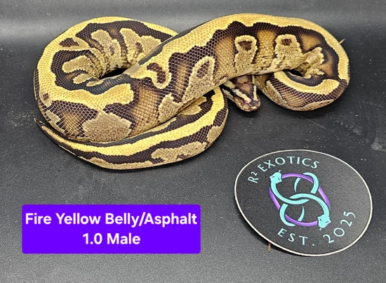 Fire Yellow Belly/Asphalt Male Ball Python by R² Exotics