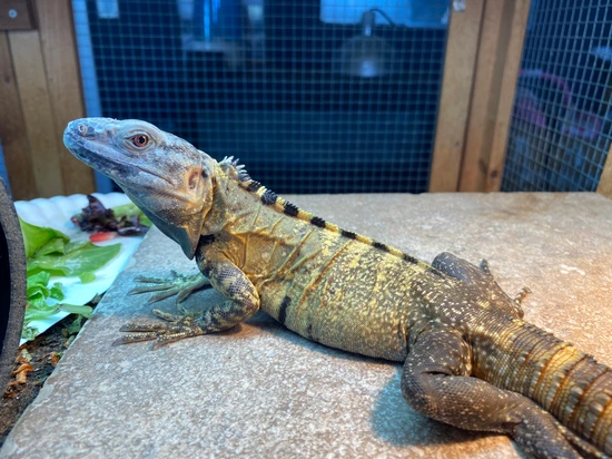 Banana Ctenosaura Pectinata Other Iguana by Kyle’s Reptiles